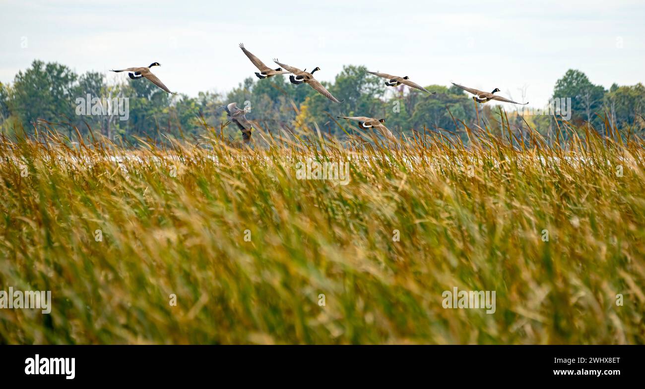 Flock of geese flying over hi-res stock photography and images - Alamy