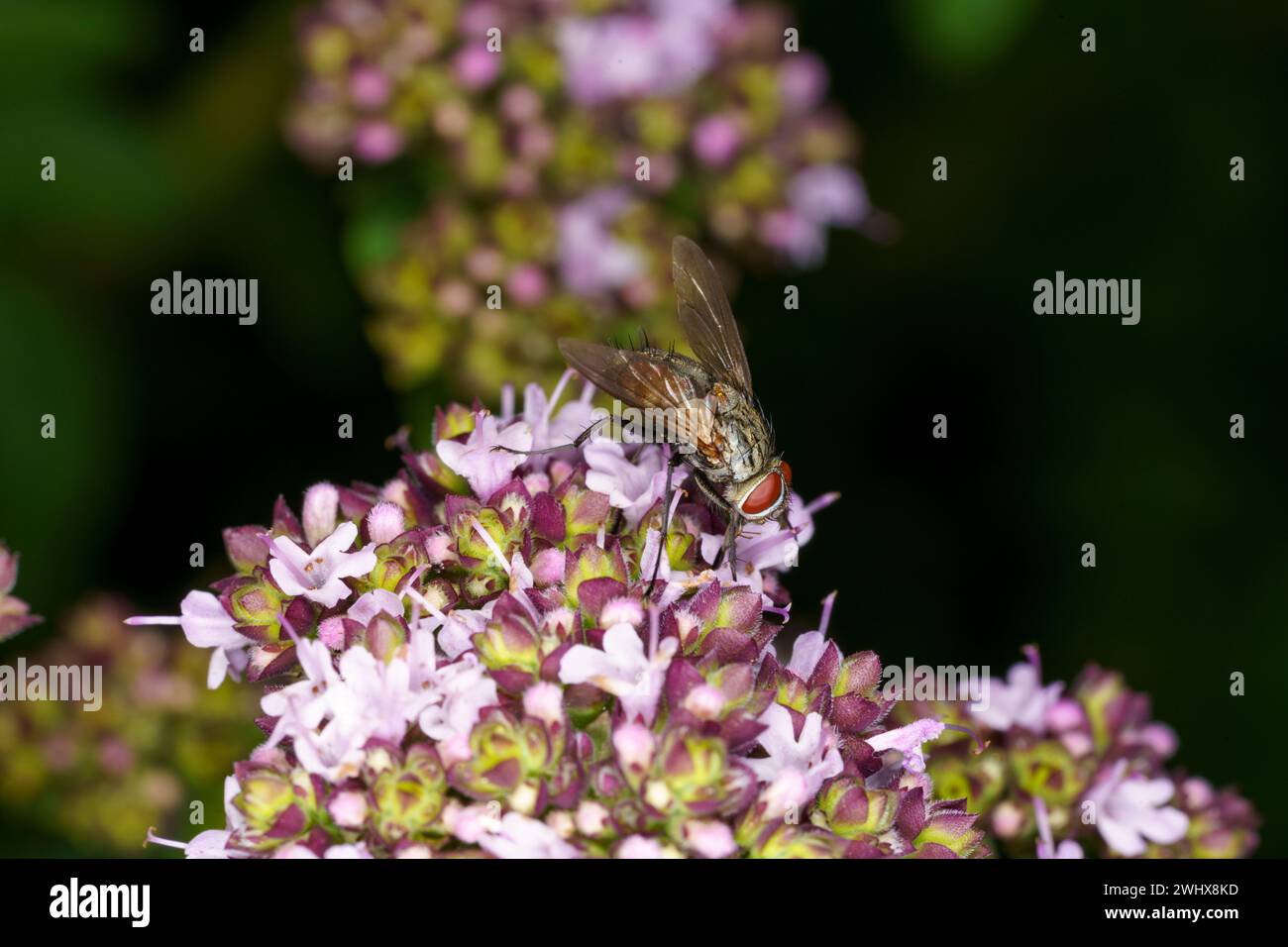 Stomina tachinoides Family Tachinidae Genus Stomina Bristle Fly wild ...