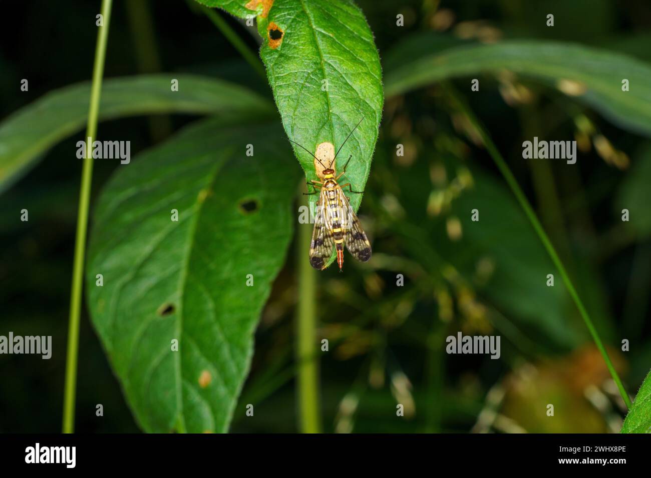 Panorpa cognata Family Panorpidae Genus Panorpa Scorpionfly wild nature ...