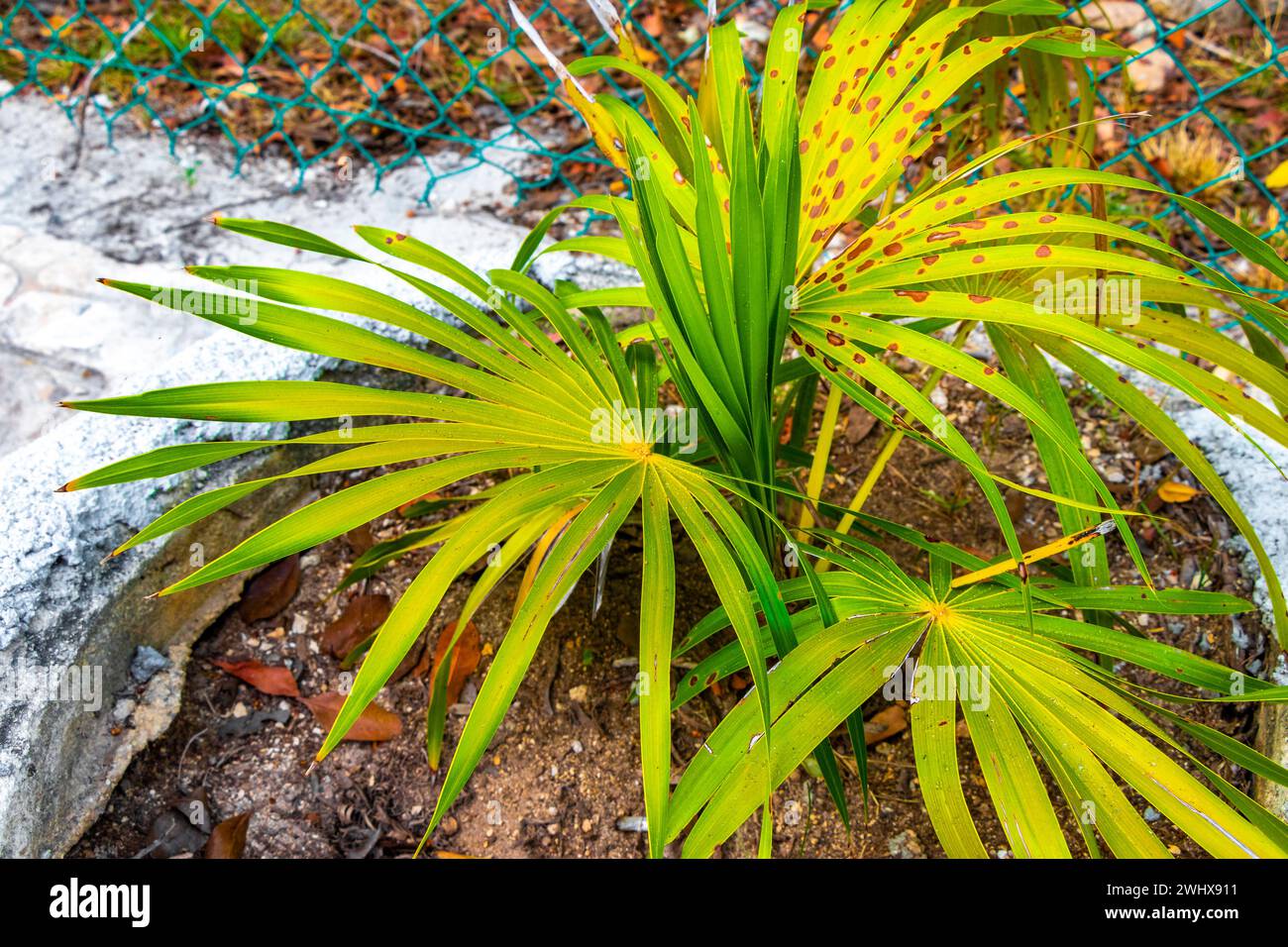Palm tree leaves seeds fruits of a tropical green exotic and Caribbean ...