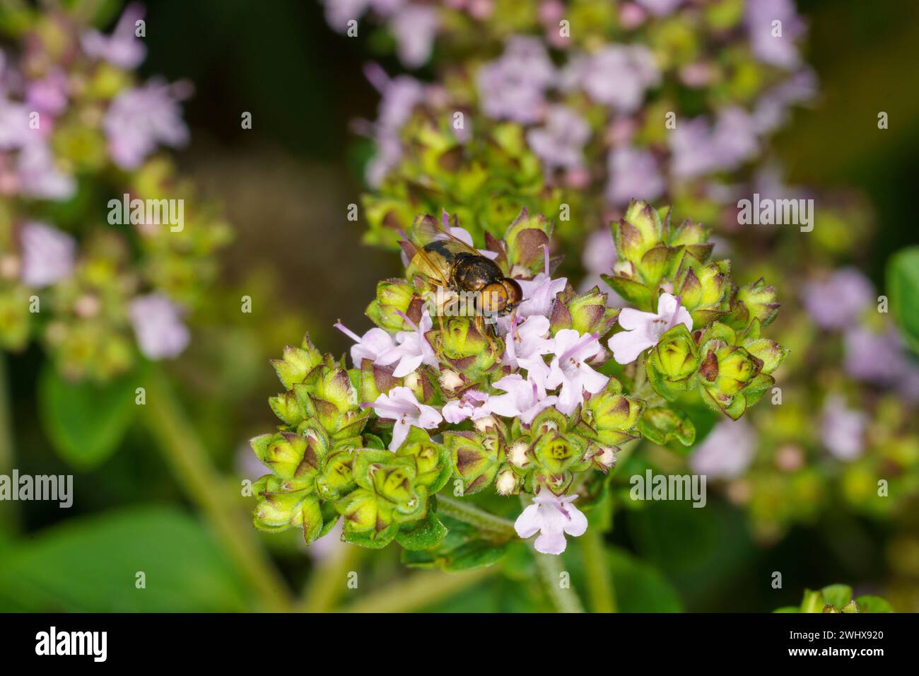 Oplodontha viridula Family Stratiomyidae Genus Oplodontha Common green ...