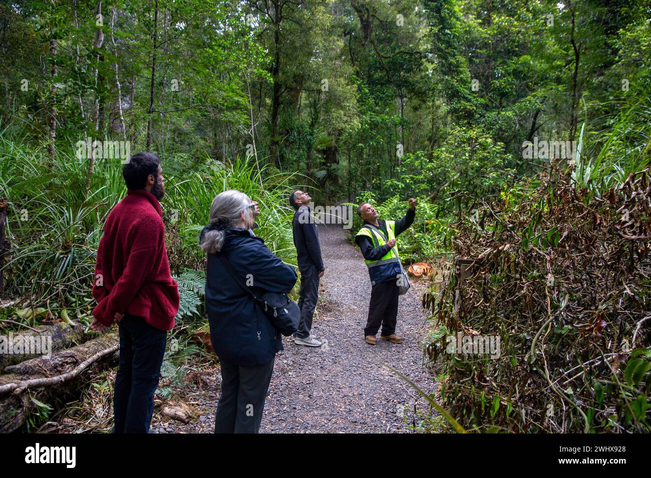 Maori new zealand tour guide hi-res stock photography and images - Alamy