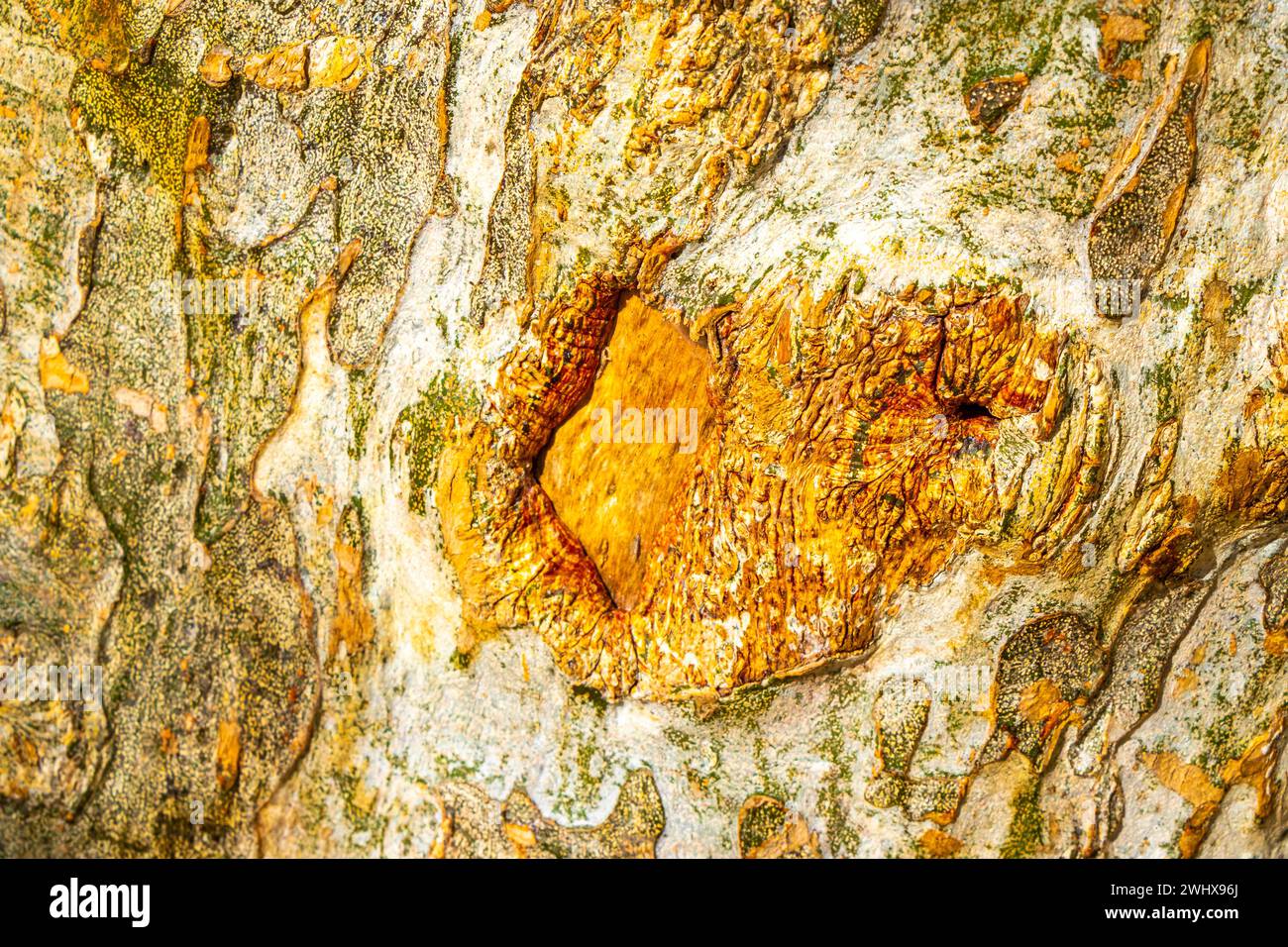 Texture pattern of the bark of a tropical tree plant in the jungle ...