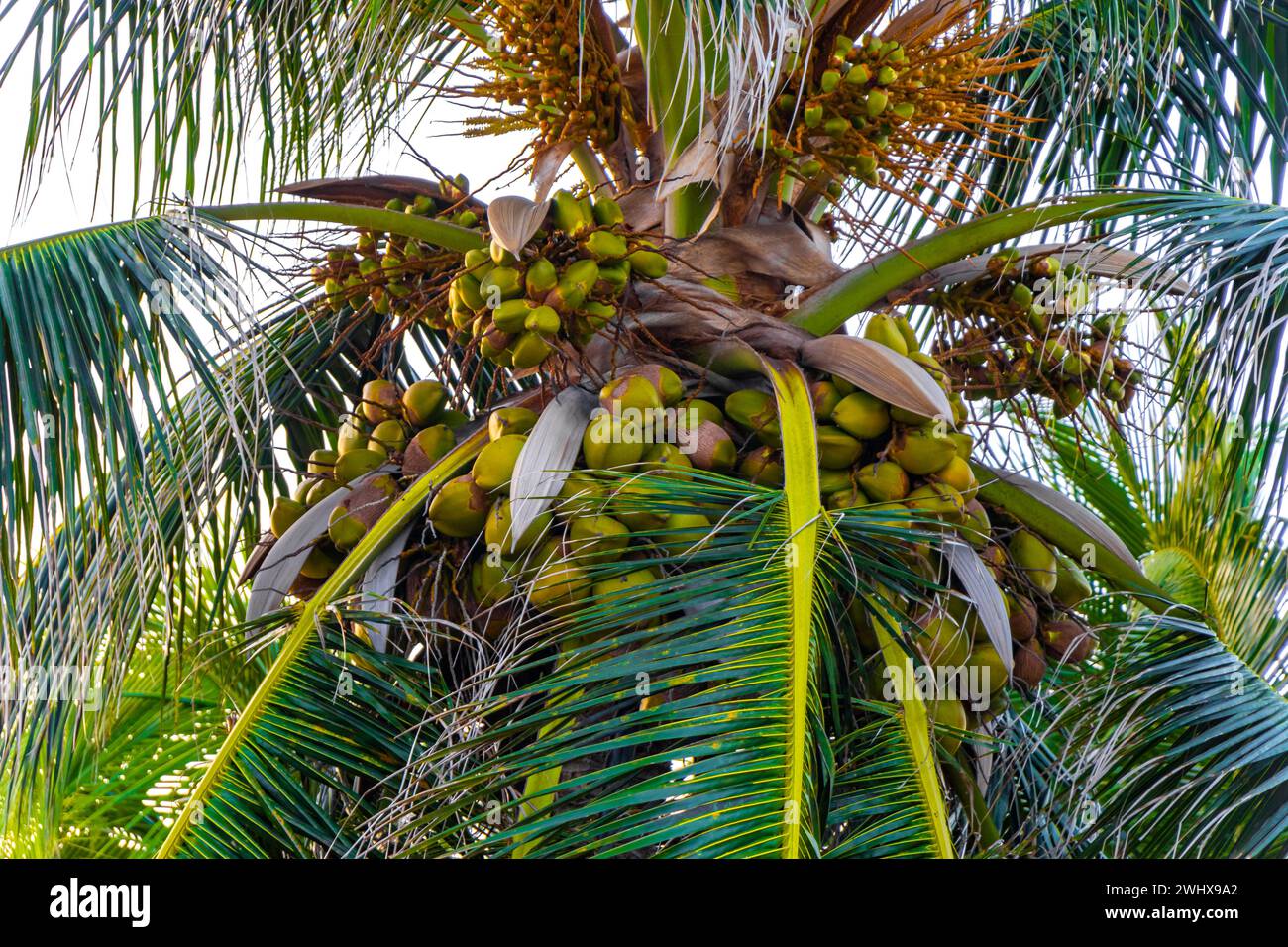 Tropical natural mexican palm tree with coconuts and blue sky ...