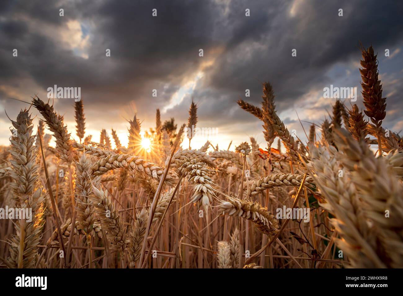 Wheat field sunshine hi-res stock photography and images - Alamy
