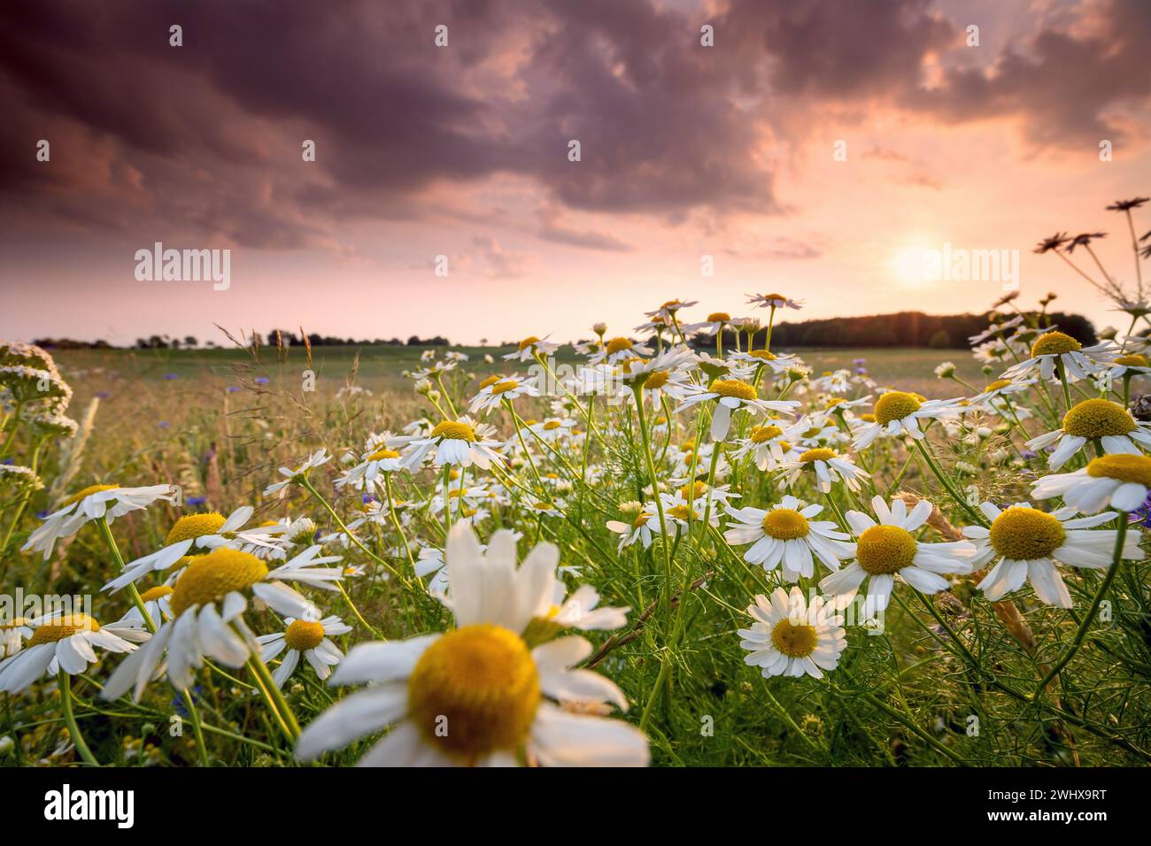 Wildflowers at sunset hi-res stock photography and images - Alamy