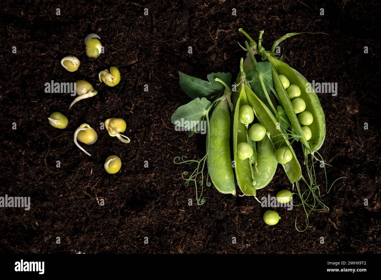 Green pea plant pods hi-res stock photography and images - Alamy