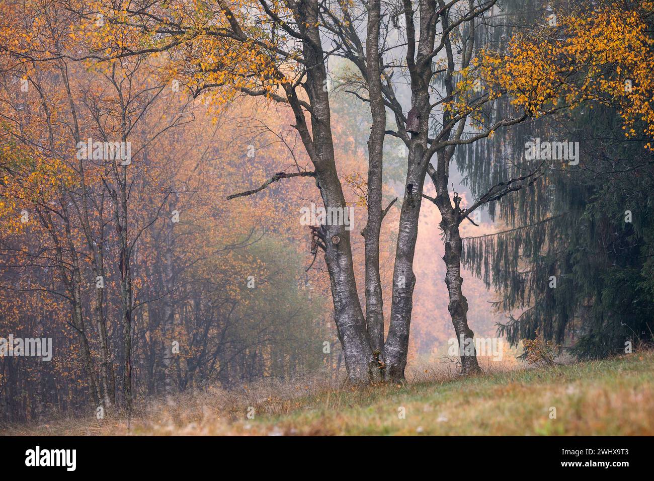 Beautiful birch trees with orange foliage Stock Photo - Alamy