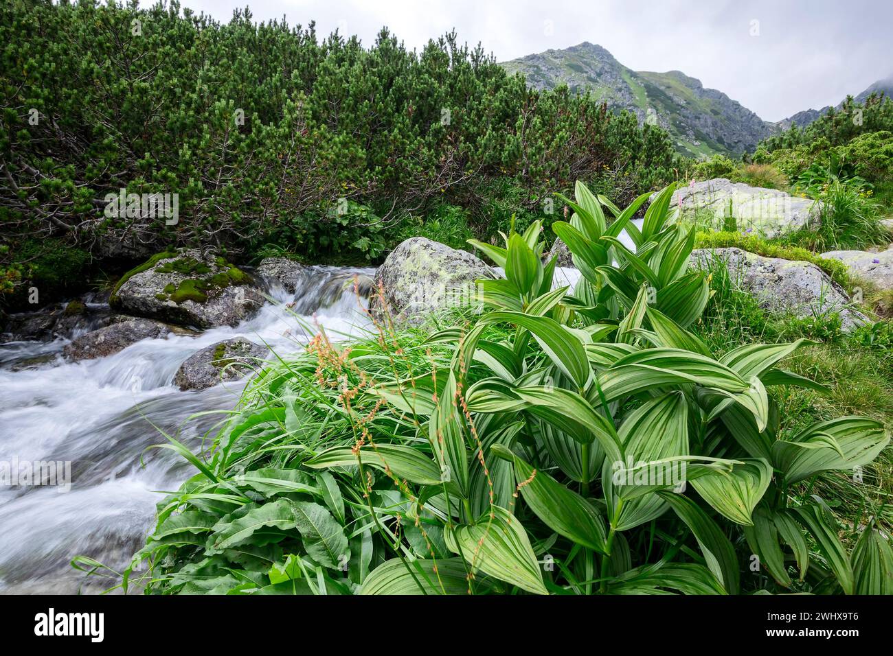 Water flow mountain river green hi-res stock photography and images - Alamy