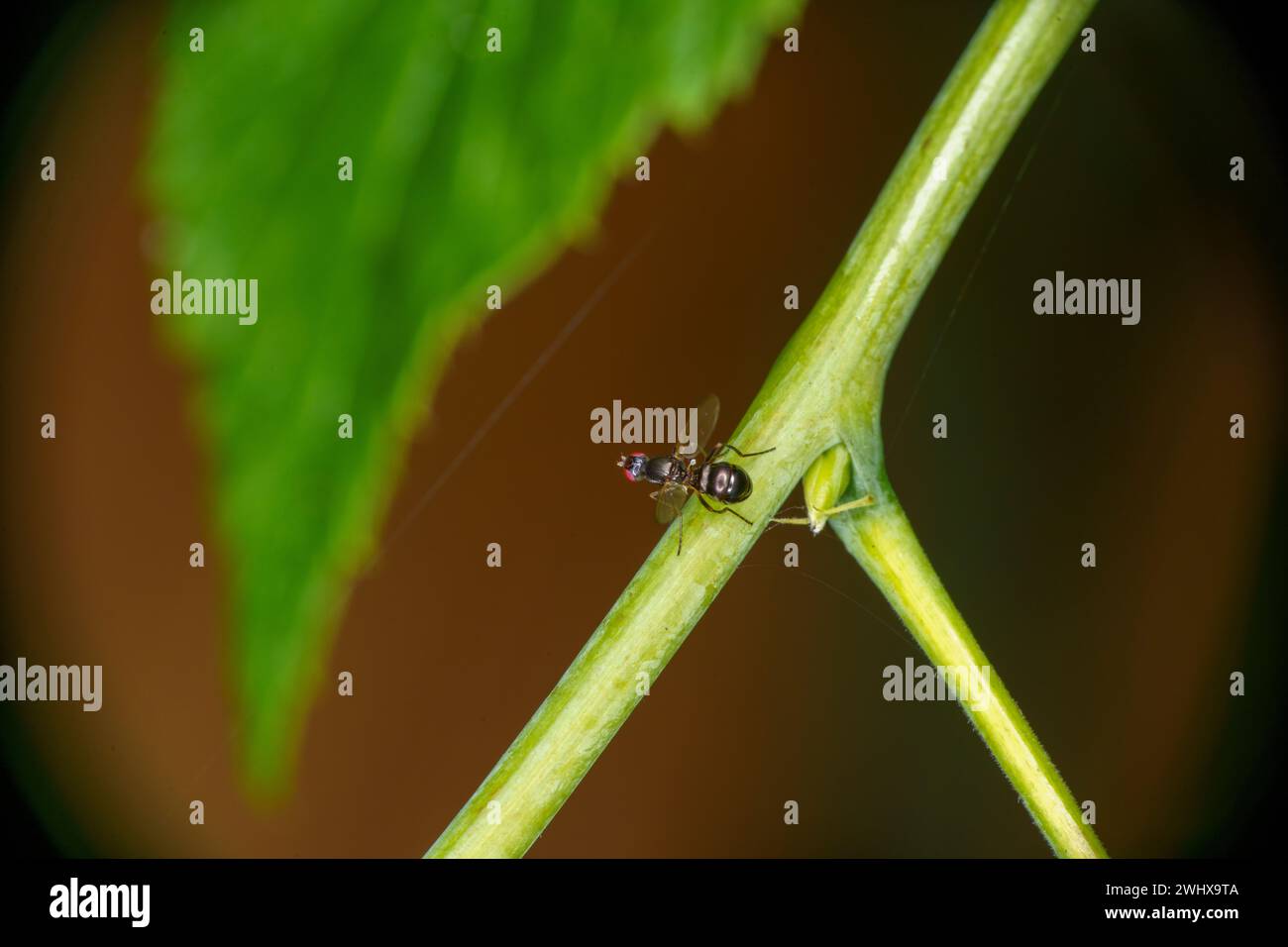 Sepsis punctum Family Sepsidae Genus Sepsis fly wild nature insect ...