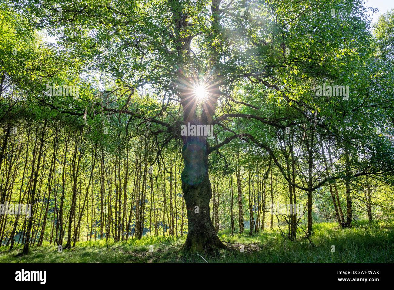 Scenery sun shining through large hi-res stock photography and images ...