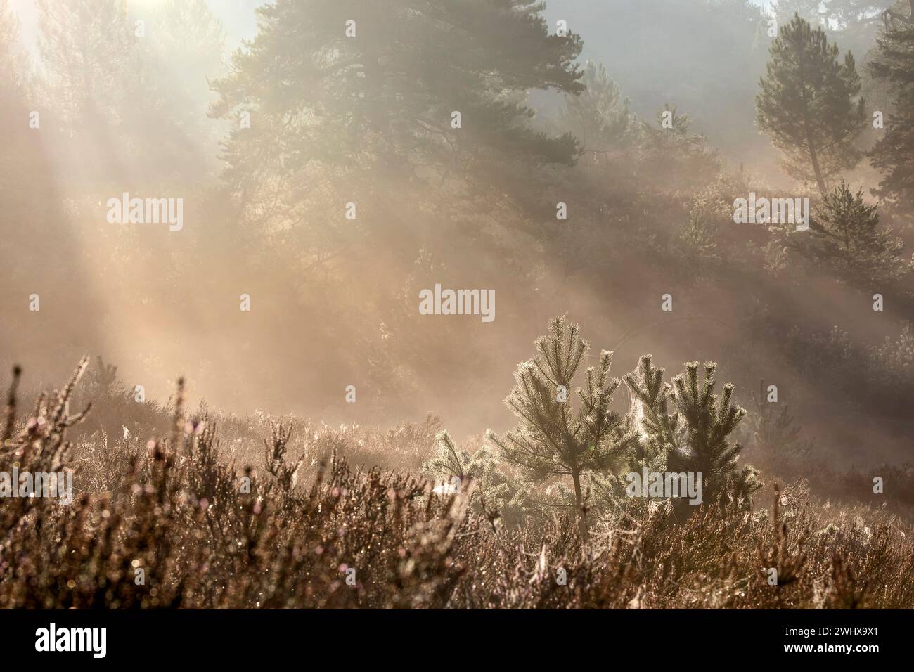Pine trees in rays hi-res stock photography and images - Alamy