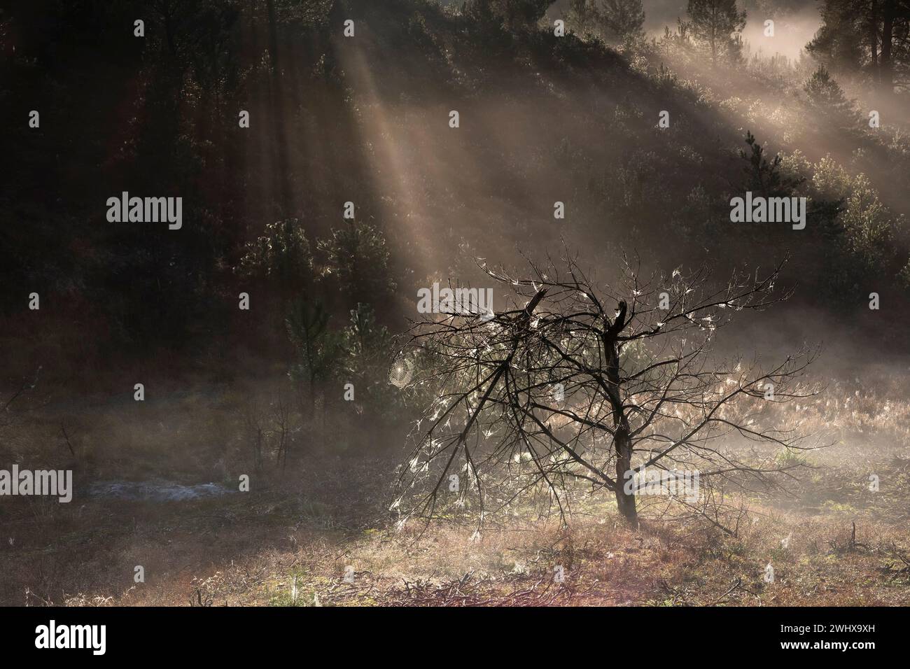 Dead pine tree hi-res stock photography and images - Alamy
