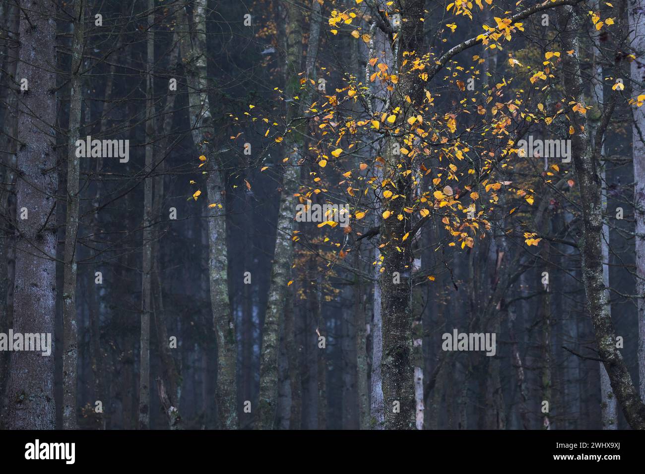 Beautiful view orange tree hi-res stock photography and images - Alamy