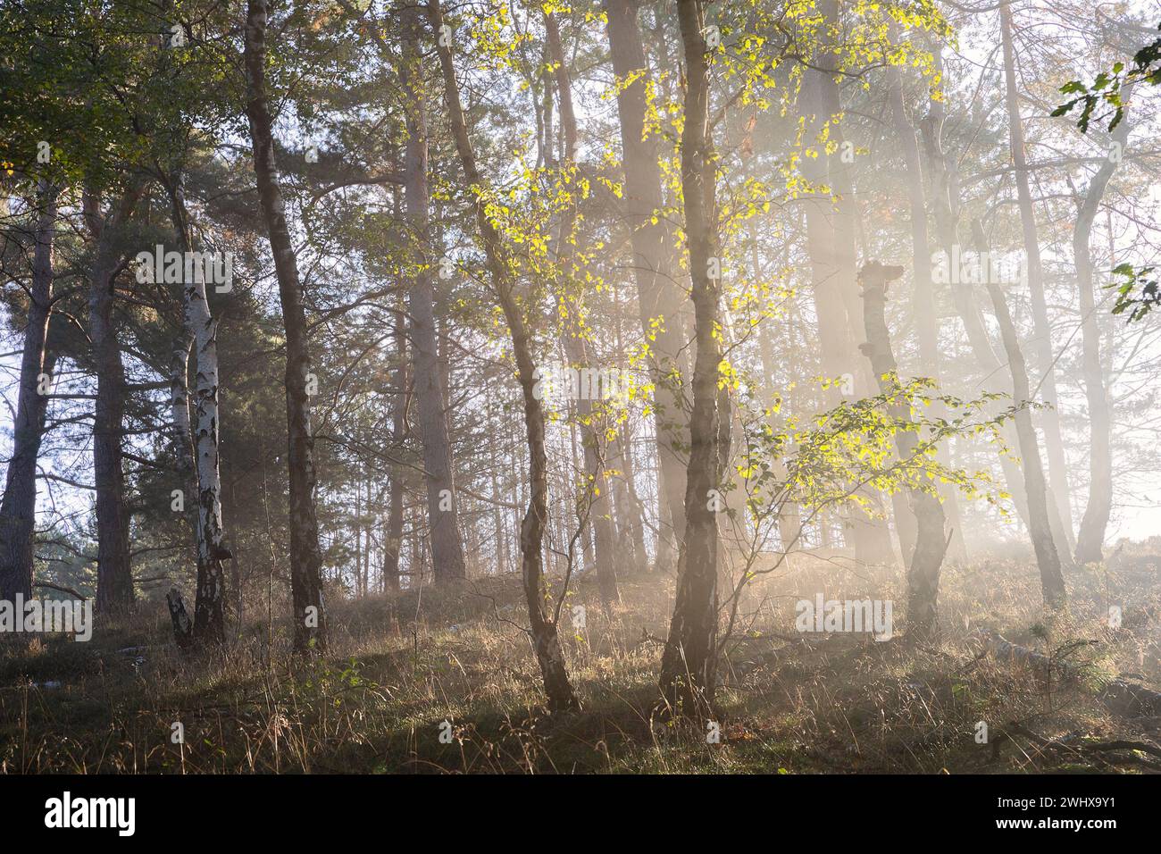 Sunshine sunlight summer sunny outside outdoors hi-res stock ...