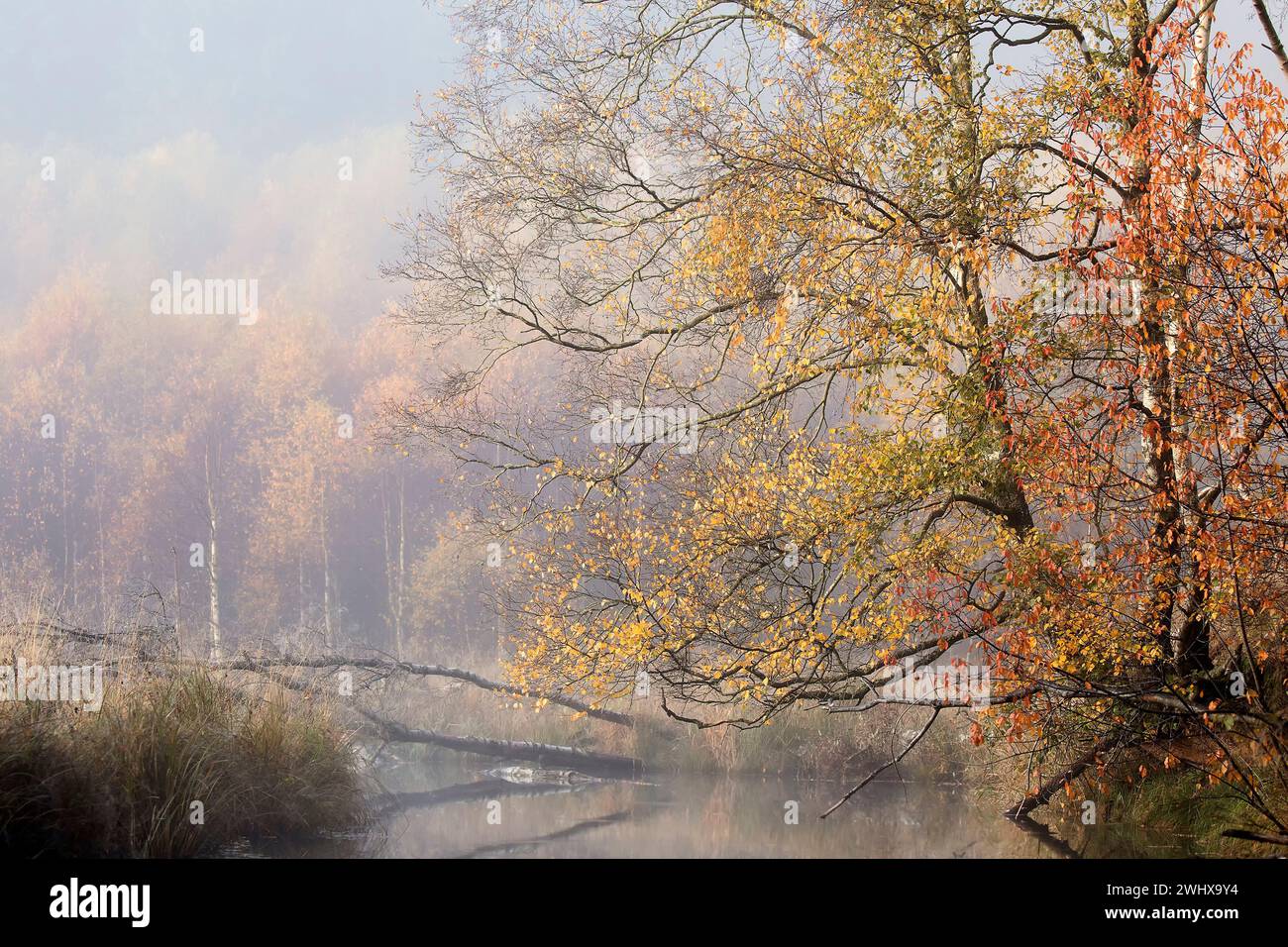 River birch tree hi-res stock photography and images - Alamy
