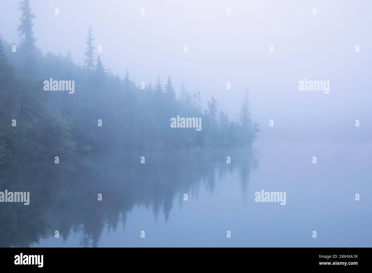 Coniferous forest dawn fog hi-res stock photography and images - Alamy