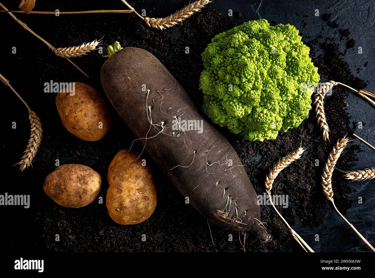 Black redish, potato, wheat Stock Photo - Alamy