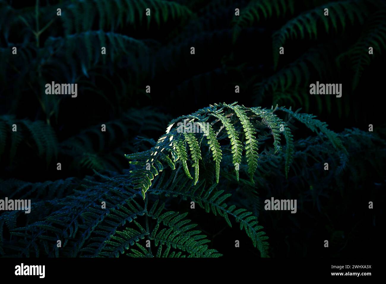 Leaves in shadow hi-res stock photography and images - Alamy
