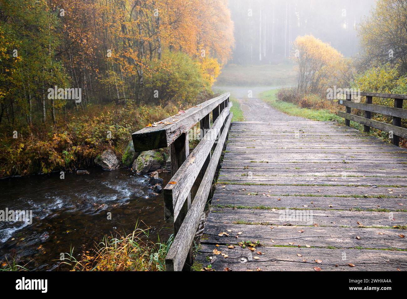 River swamp in autumn hi-res stock photography and images - Alamy