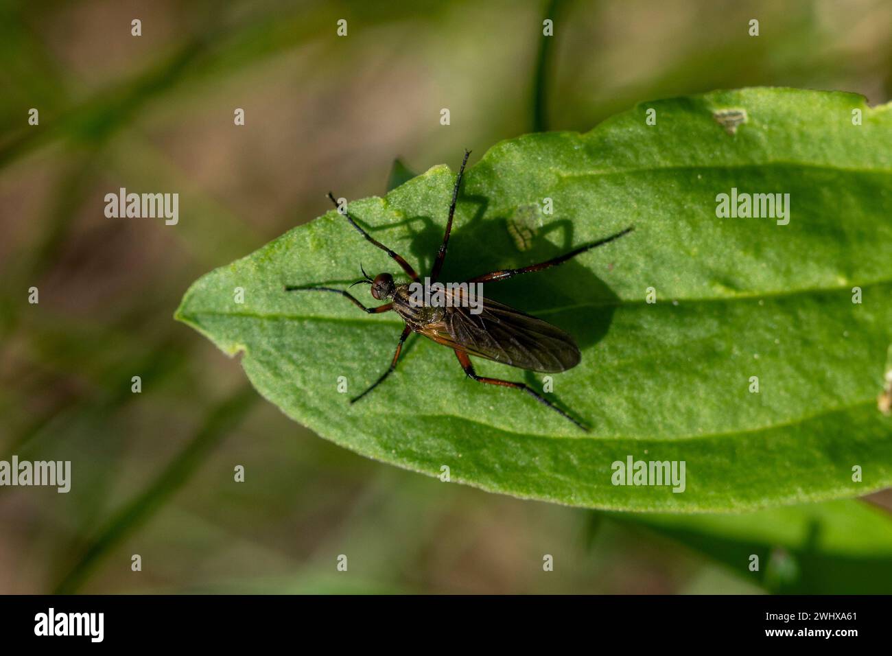 Empis tessellata Family Empididae Genus Empis Dance fly wild nature ...