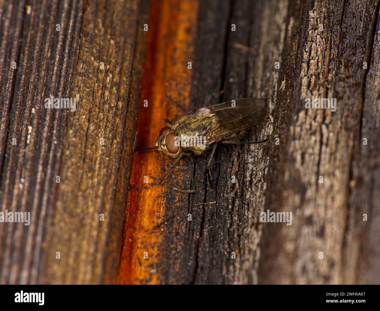 Genus Pollenia Cluster flies Family Polleniidae wild nature insect ...