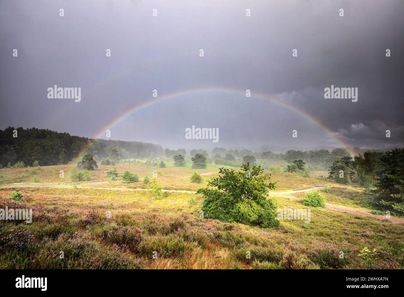 Strong rain and rainbow above heather flowers Stock Photo - Alamy