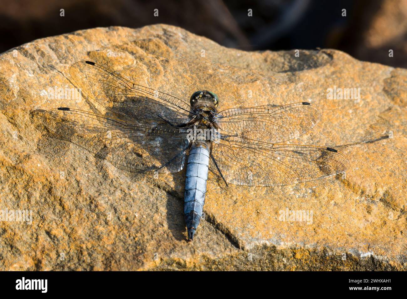 Male skimmer hi-res stock photography and images - Alamy