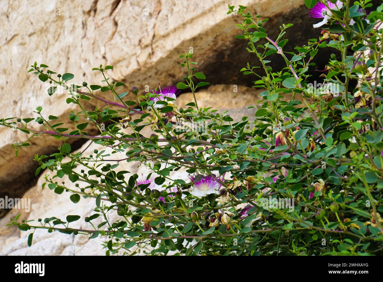 Jerusalem caper hi-res stock photography and images - Alamy