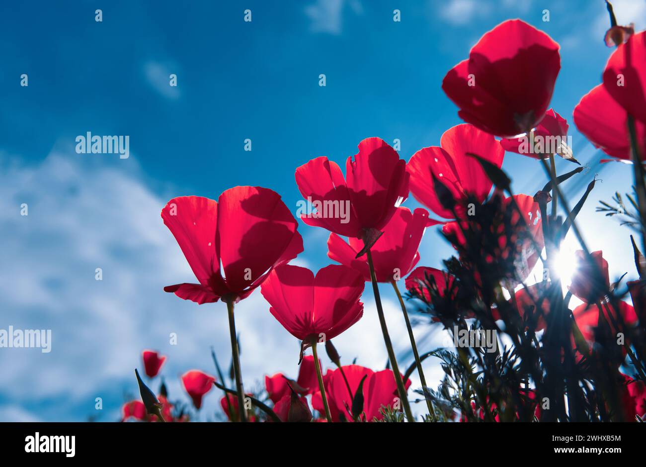 Poppy flower for Remembrance Day, Memorial Day, Anzac Day. Field of red ...