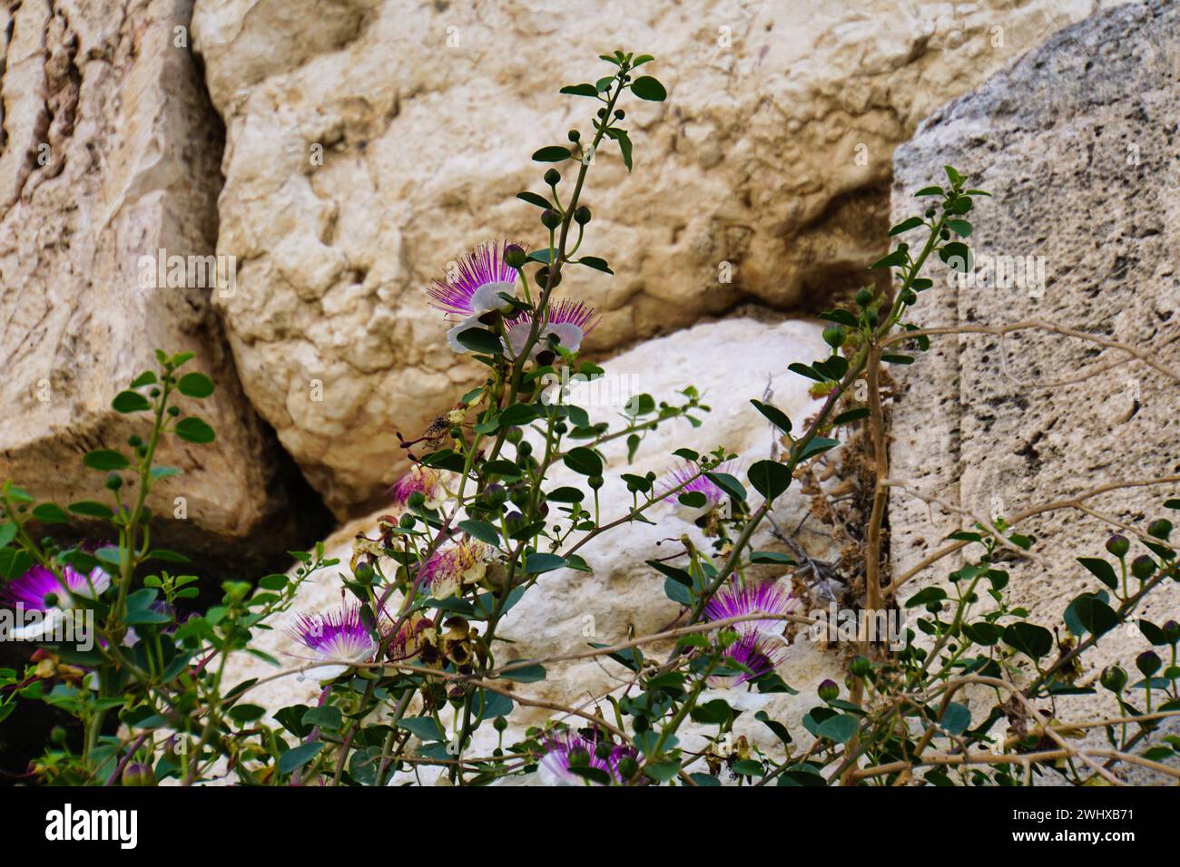 Jerusalem caper hi-res stock photography and images - Alamy