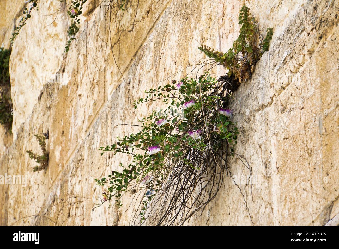 Jerusalem caper hi-res stock photography and images - Alamy