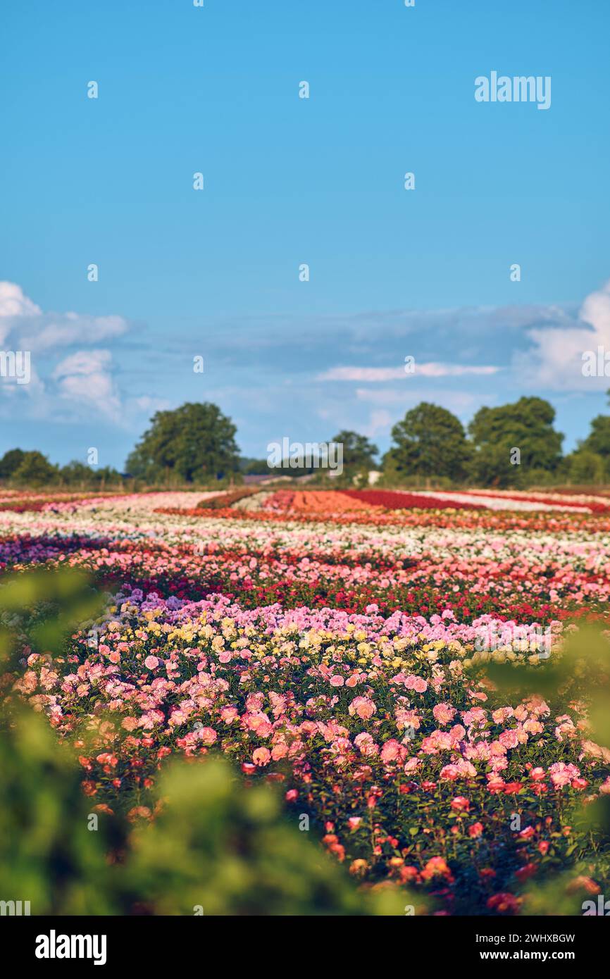 Field rose rows on sunny hi-res stock photography and images - Alamy