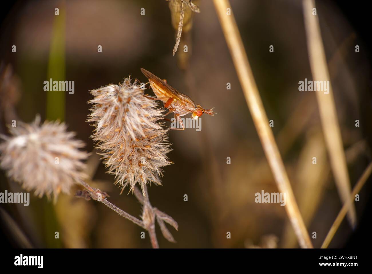 Sepedon spinipes Family Sciomyzidae Genus Sepedon Brown Long-horned ...