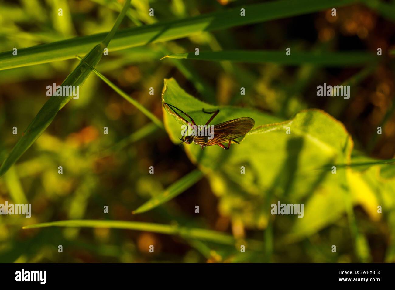 Empis tessellata Family Empididae Genus Empis Dance fly wild nature ...