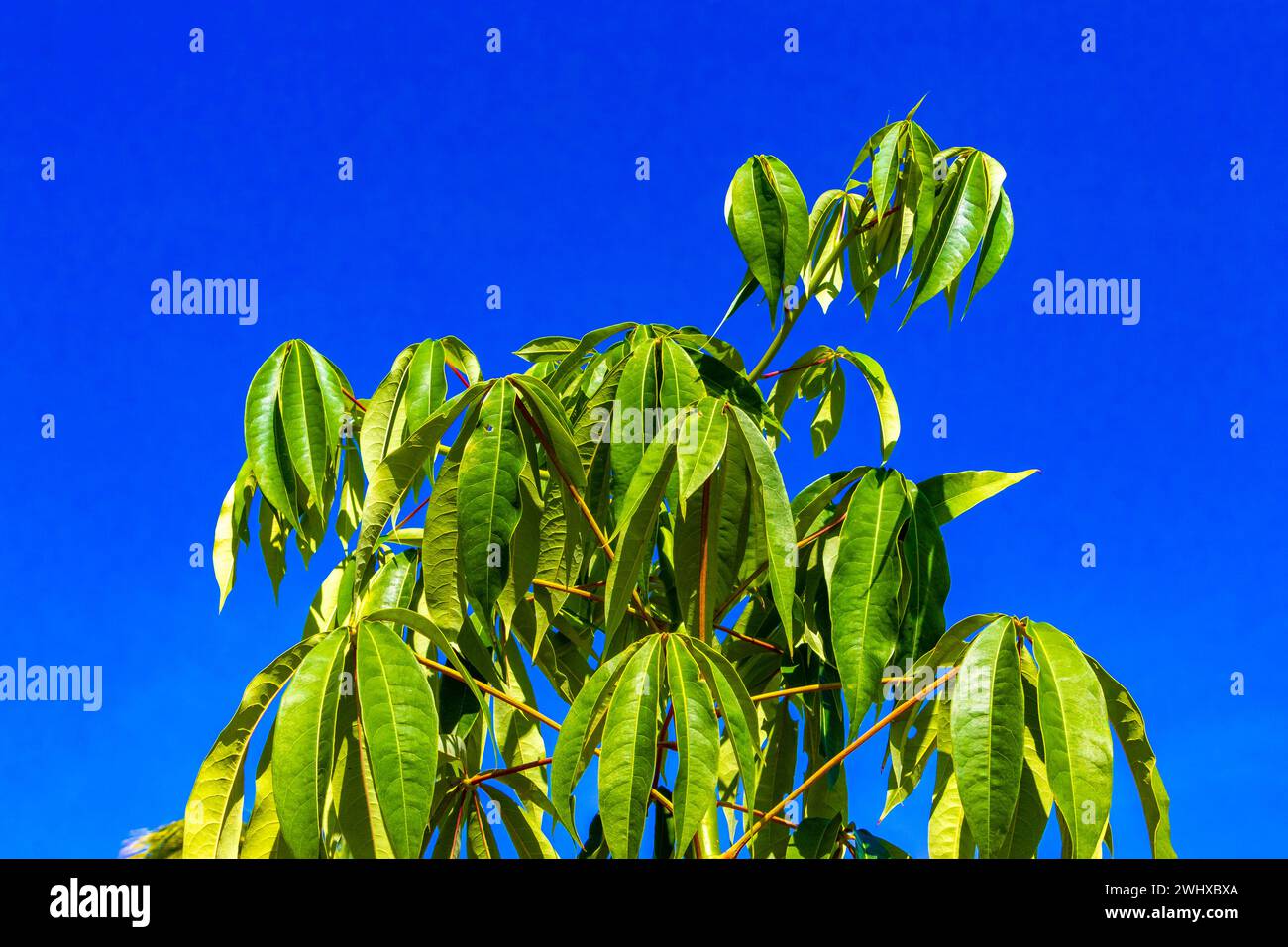 Young green beautiful Kapok tree Ceiba tree with spikes in tropical ...