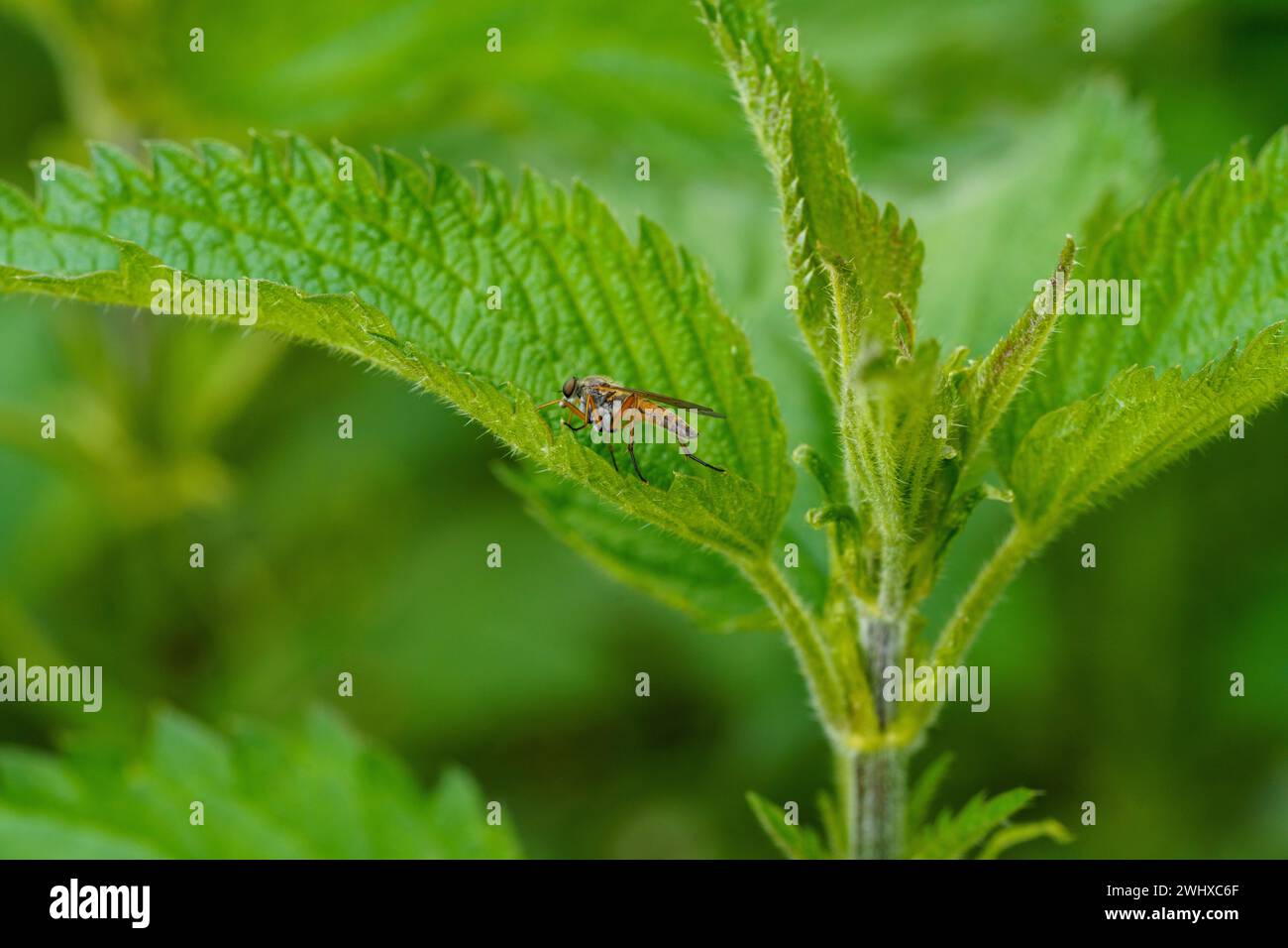 Wood snipefly hi-res stock photography and images - Alamy