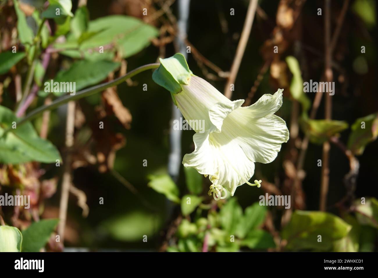 Cathedral bell flowers hi-res stock photography and images - Alamy