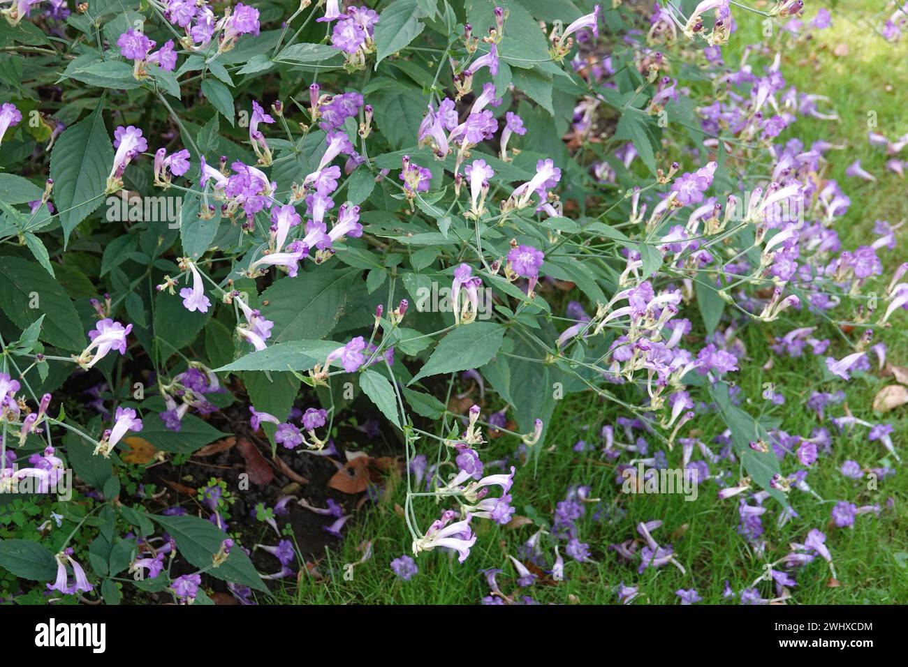 Strobilanthes hi-res stock photography and images - Alamy
