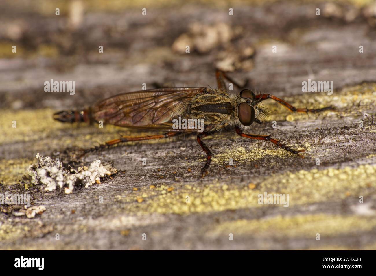 Tolmerus atricapillus Machimus atricapillus Family Asilidae Genus ...