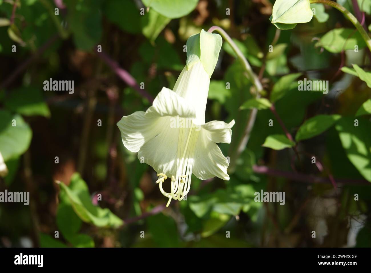 Cobaea pringlei, Cathedral bell Stock Photo - Alamy