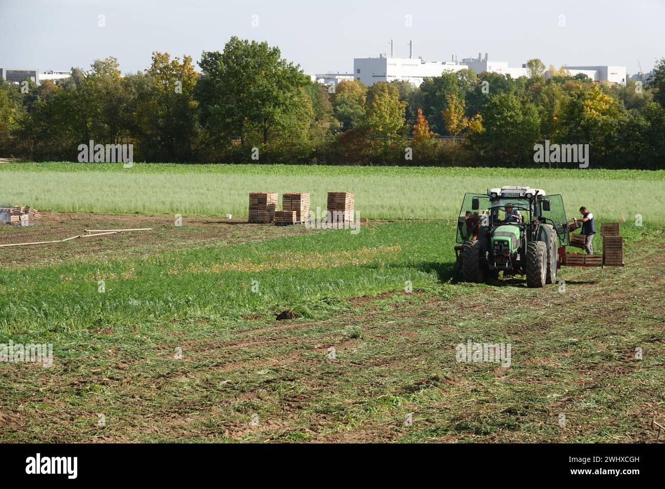 Carrots daucus carota vegetables hi-res stock photography and images ...