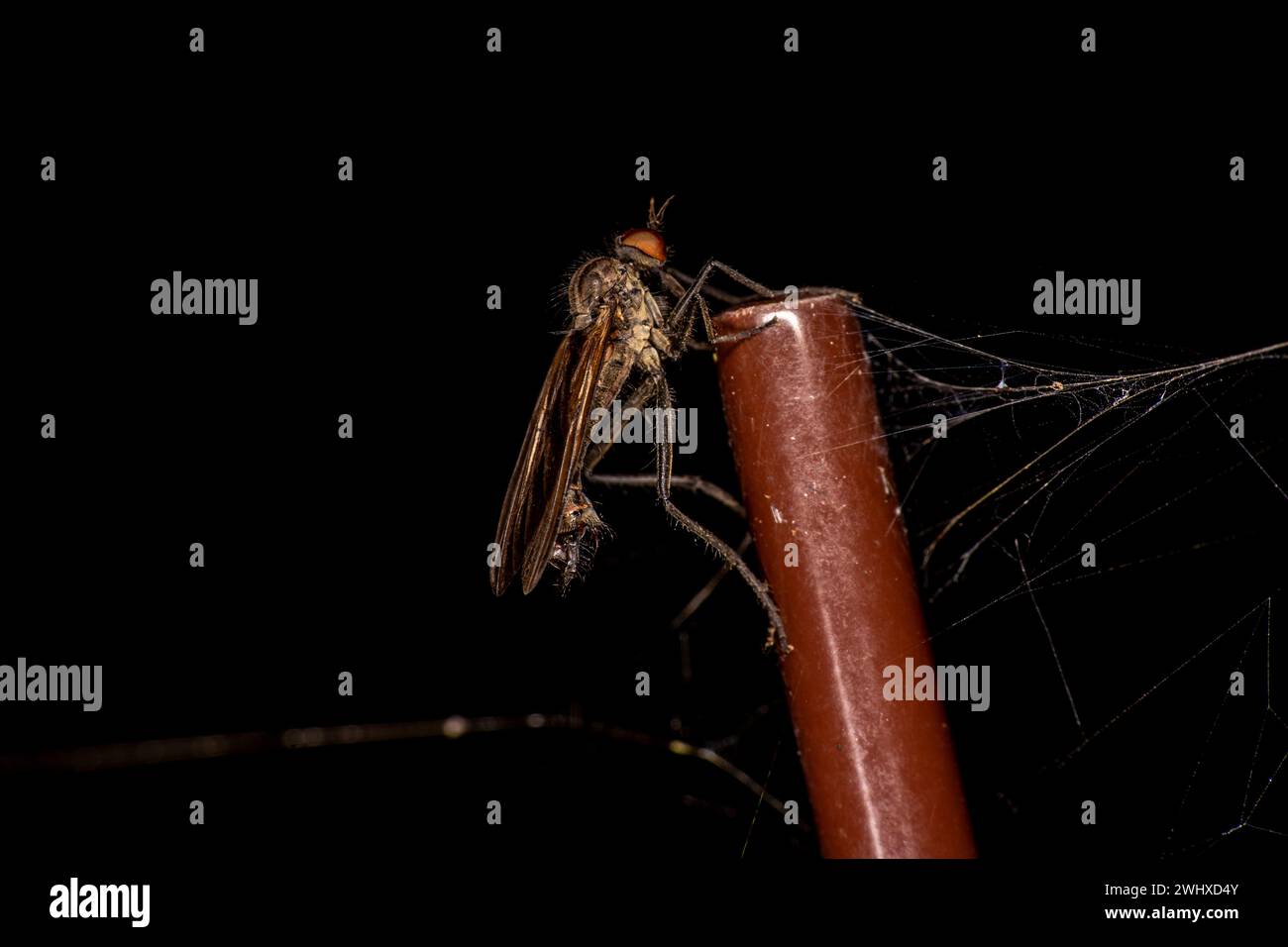 Rhamphomyia spinipes Diptera Genus Rhamphomyia Family Empididae Dance ...