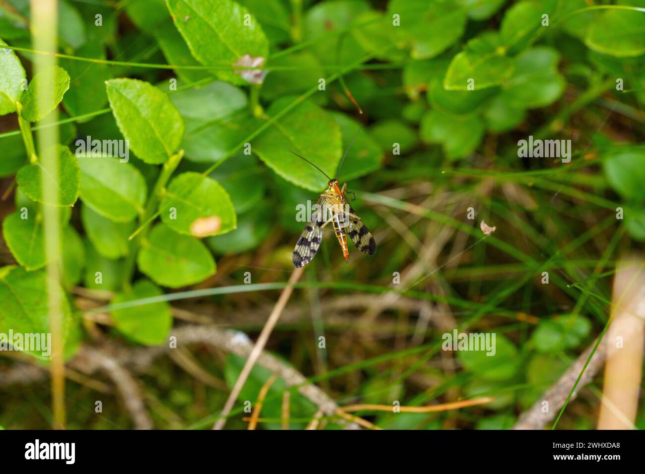 Panorpa cognata Family Panorpidae Genus Panorpa Scorpionfly wild nature ...