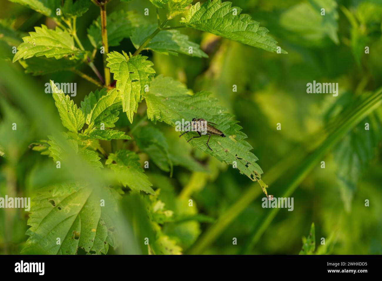 Neoitamus cyanurus Family Asilidae Genus Neoitamus Common Awl Robberfly ...