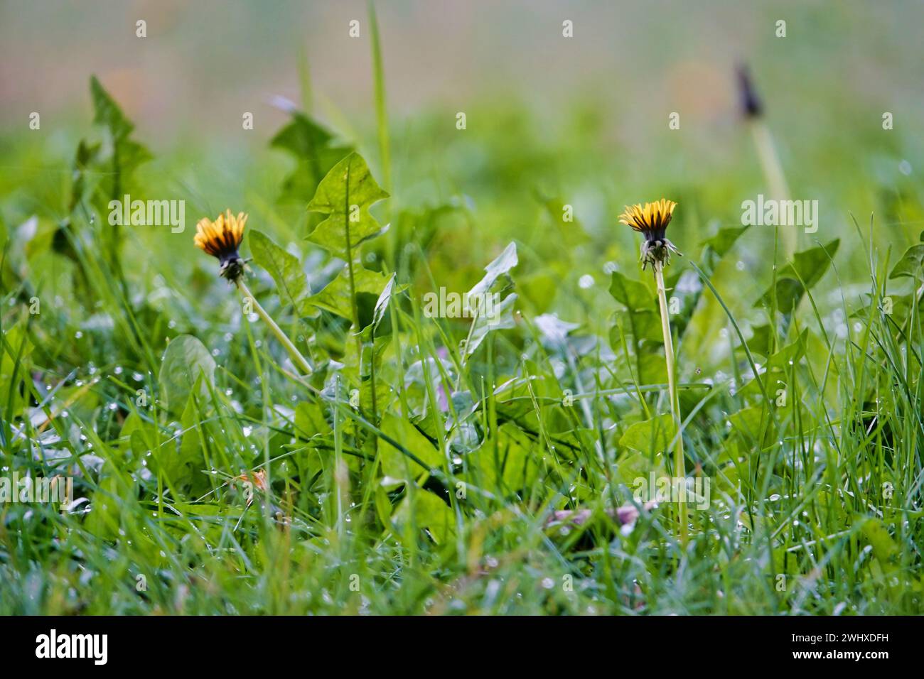 Red poppy in the field, photo as a background , autumn colors in north ...