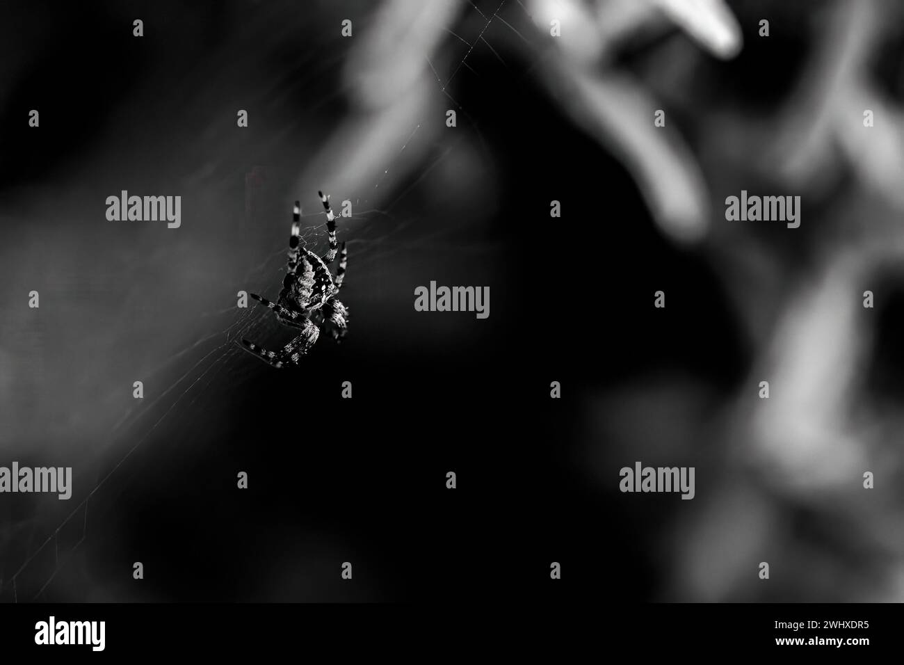 Scary high contrast black and white photo of a spider on its web, macro ...