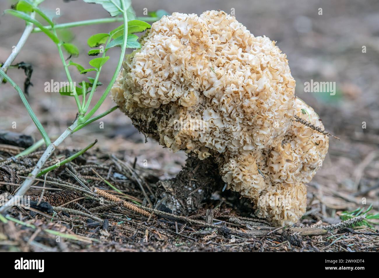 Frilled structure hi-res stock photography and images - Alamy