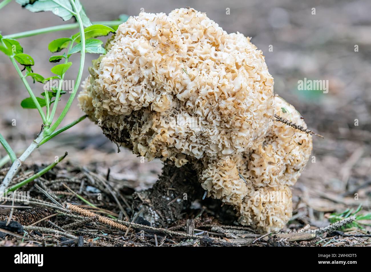Ruffle Shape Mushroom