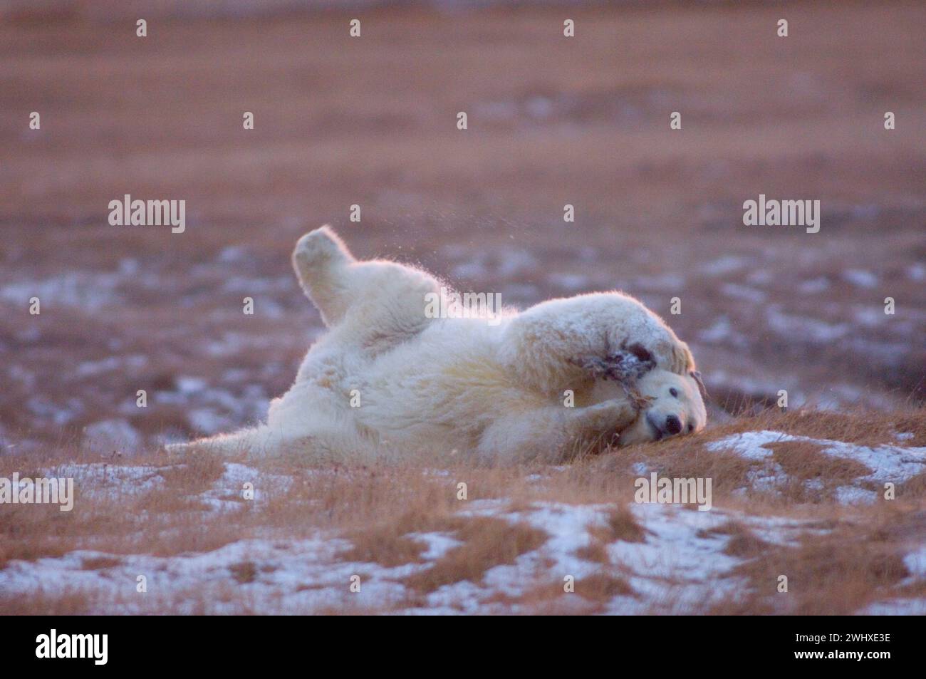 polar bear Ursus maritimus boar rolling around on fresh snow and tundra ...
